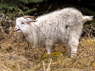 Breed Profile: Angora Goats - Goat Journal